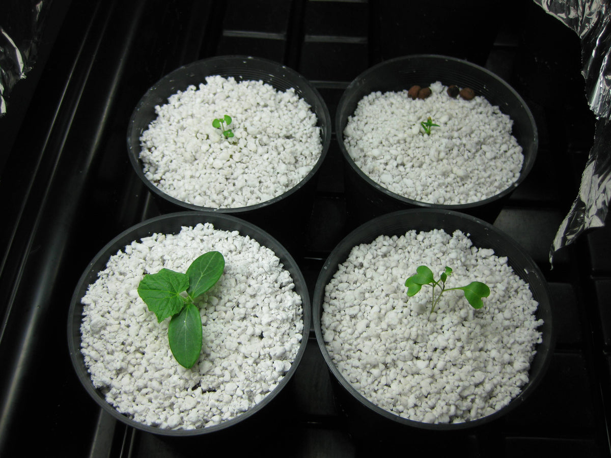 Agrolita - Sustrato para Propagación Vegetativa – Agrocity