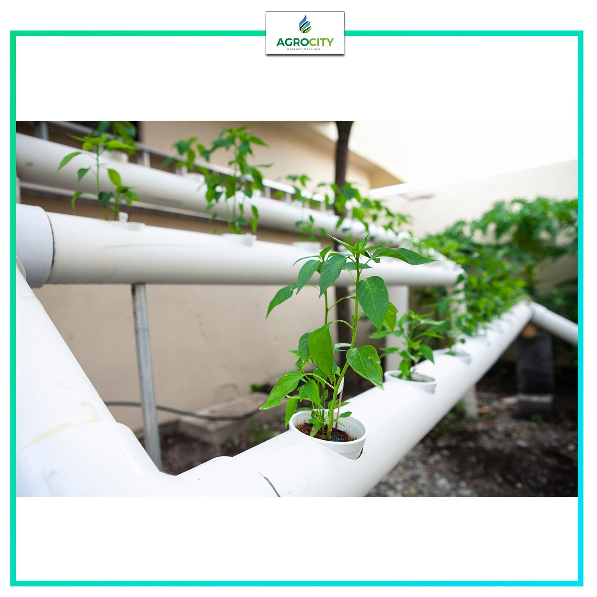 Soluciones Nutritivas en Hidroponia – Agrocity